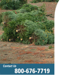 Noble Mountain Tree Farm